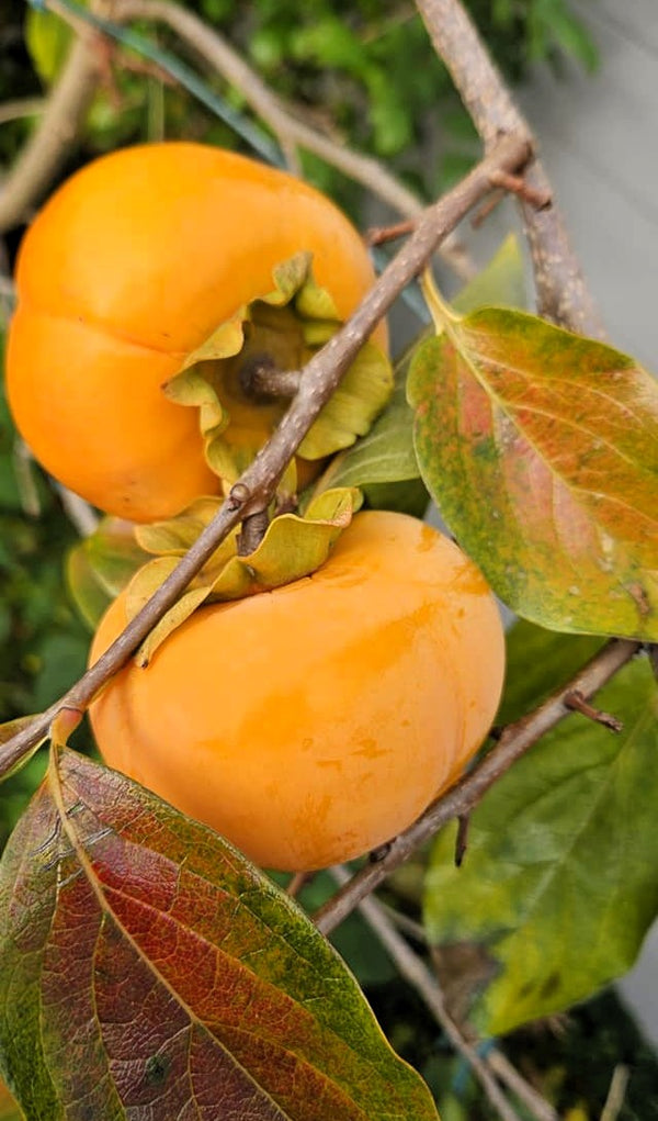 Kaki - Fuyu – Les jardins du Kindsgass